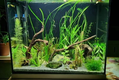 Quel aquarium pour combattant ? Découvrez mon top 3 + Conseils
