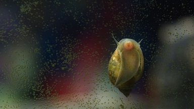 Escargots D Aquarium D Eau Douce Lequel Devez Vous Choisir