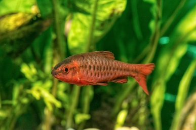 Guide complet sur le Barbus Cerise (Puntius titteya) - AQUARIUM FACILE