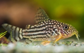 5 Poissons d'aquarium d'eau douce à posséder dès maintenant - AQUARIUM ...